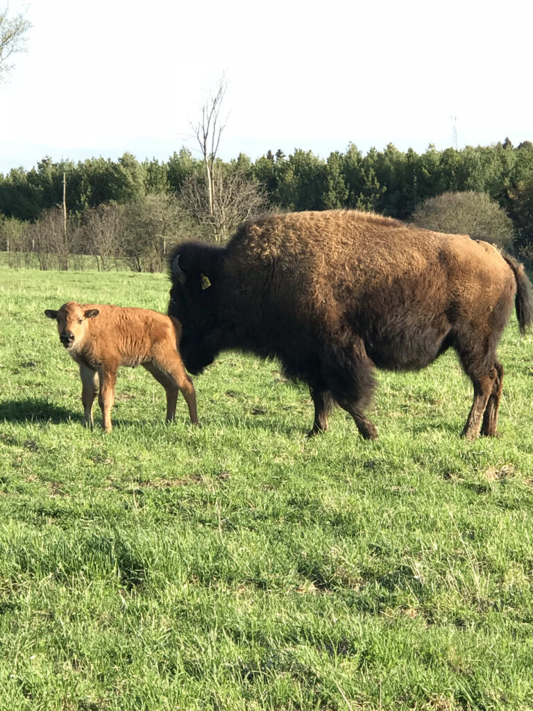 The Arnold Family | Thunder Ridge Bison Company